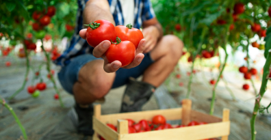 Гермес Плюс | Производство и продажа теплиц