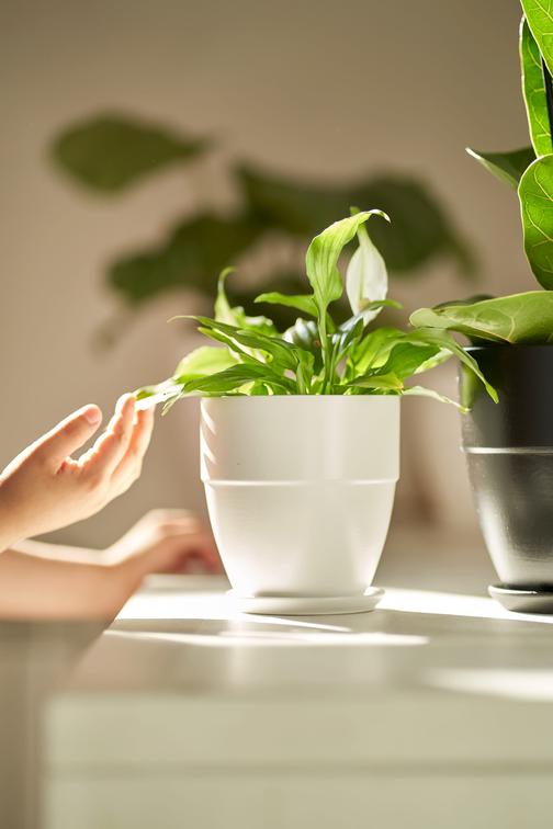PLANT.NSK- Магазин ухоженных комнатных растений