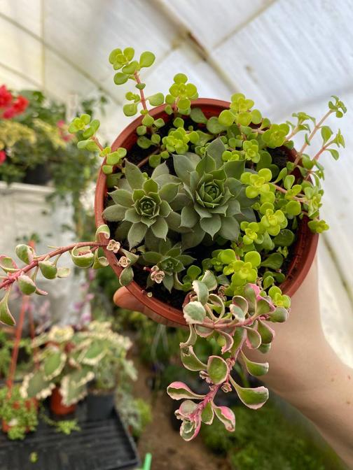 Комнатные растения