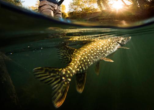 Nautilus fishing | Официальный сайт | Рыбалка на спиннинг