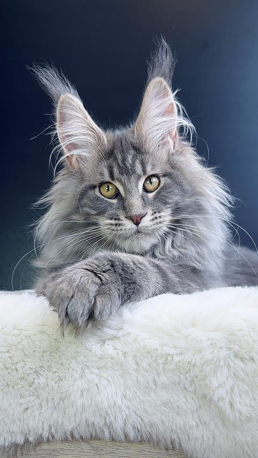 MariLine cattery-питомник Мейн кунов