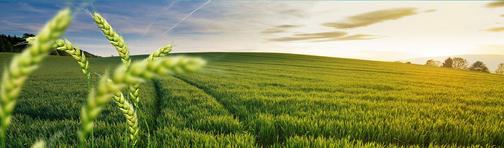 Plant Grow Stimulators